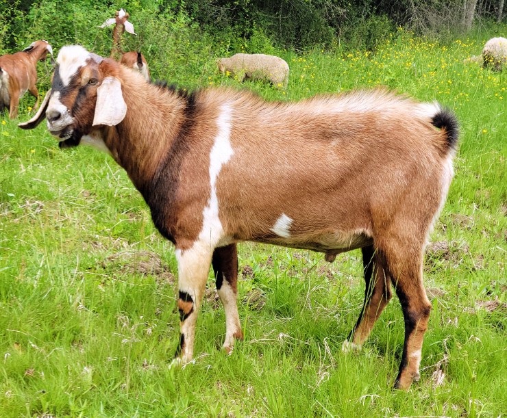 Stockbridge WC Knight Life VG89 – TUM TUM FARM